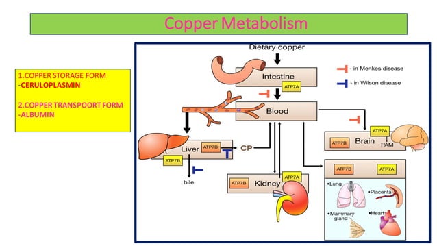 Copper metabolism and its clinical significance | PDF | Blood Disorders ...
