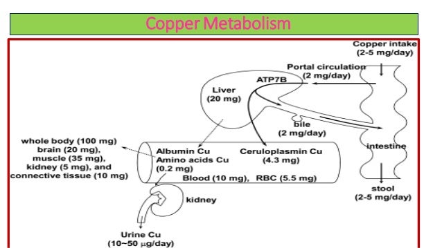 Copper metabolism and its clinical significance