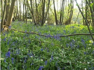 Coppice system , methods, types, purposes | PPT