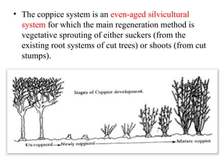 Coppice system , methods, types, purposes | PPT