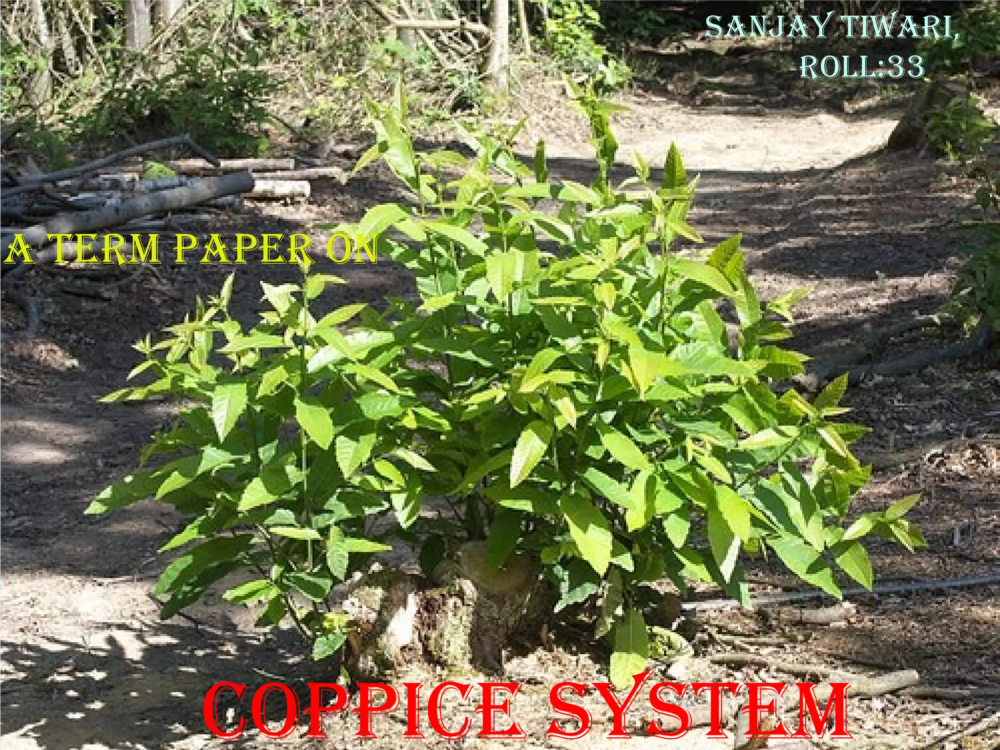 Coppice system sanjay tiwari | PPT
