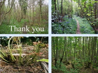 Coppice system sanjay tiwari | PPT