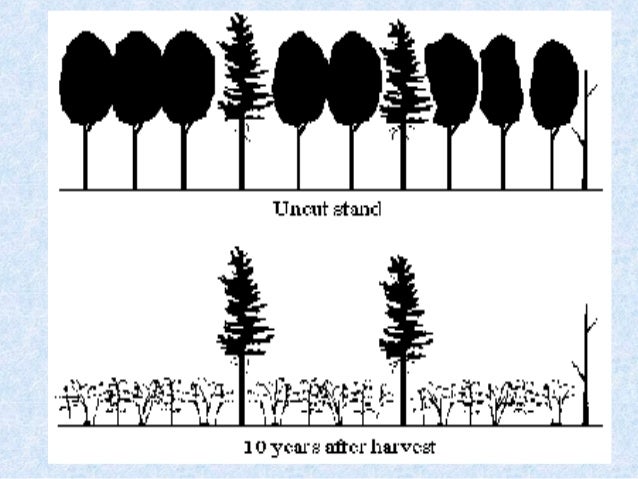 Coppice system sanjay tiwari