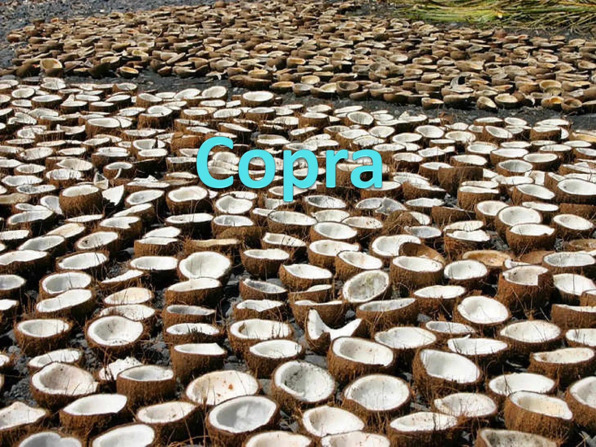 Copra | PPT