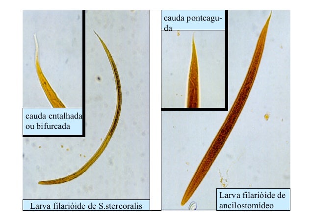 Parasitologia