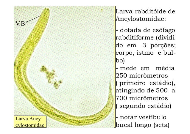 Parasitologia
