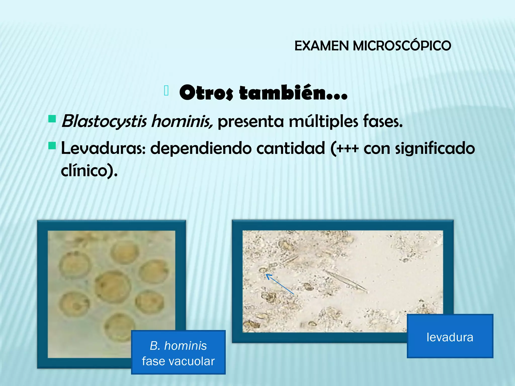 Coprología examen de heces | PPT