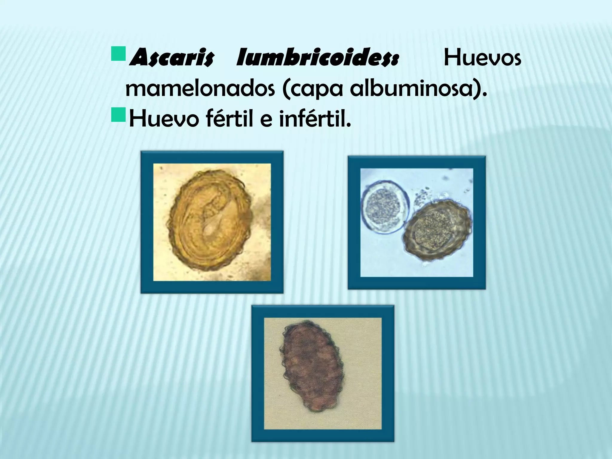Coprología examen de heces | PPT