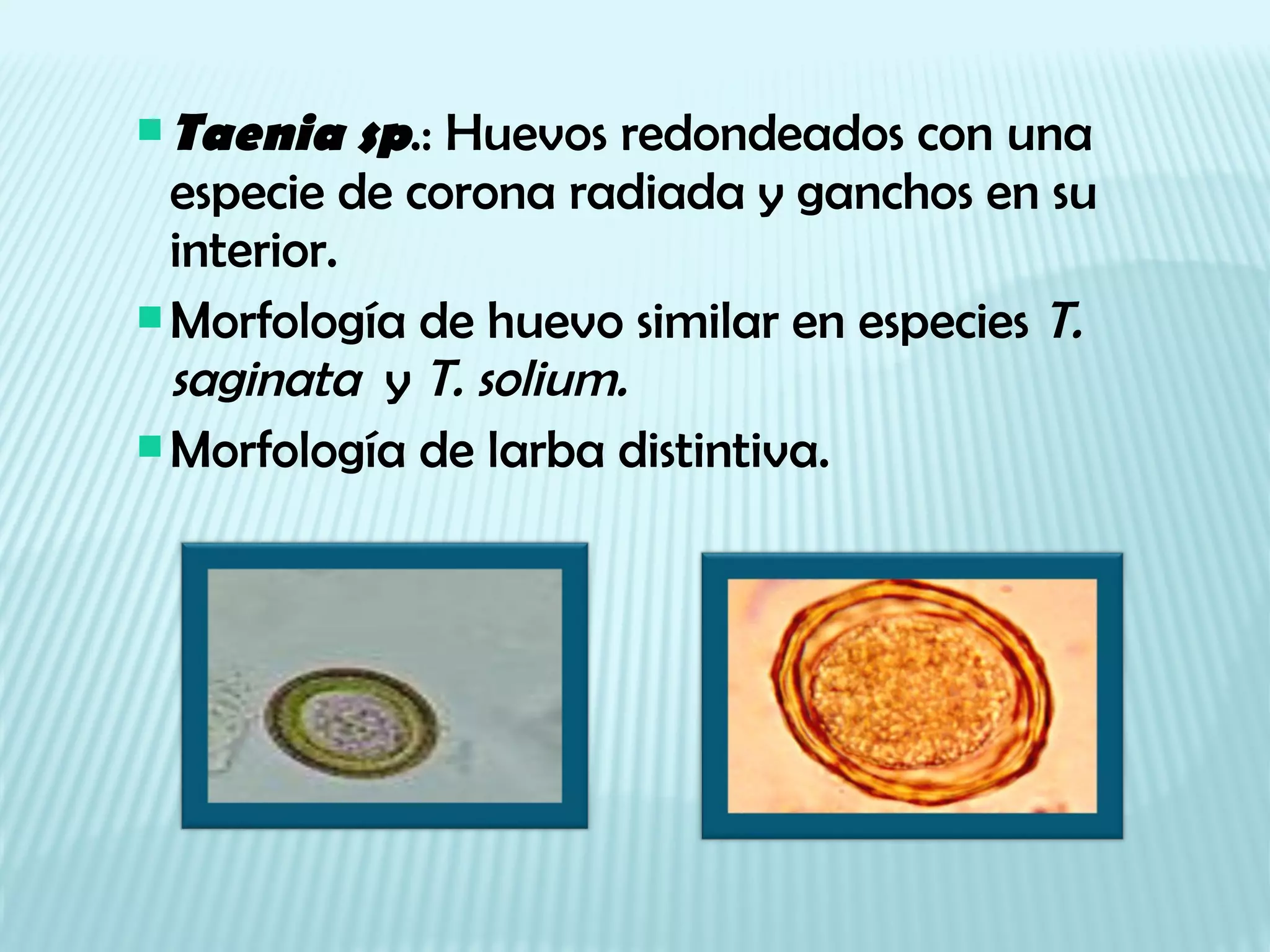 Coprología examen de heces | PPT