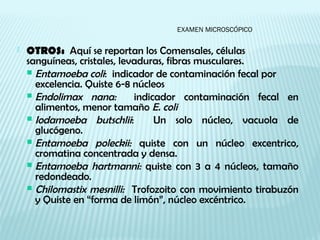 Coprología examen de heces | PPT