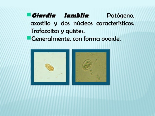 Coprología examen de heces | PPT