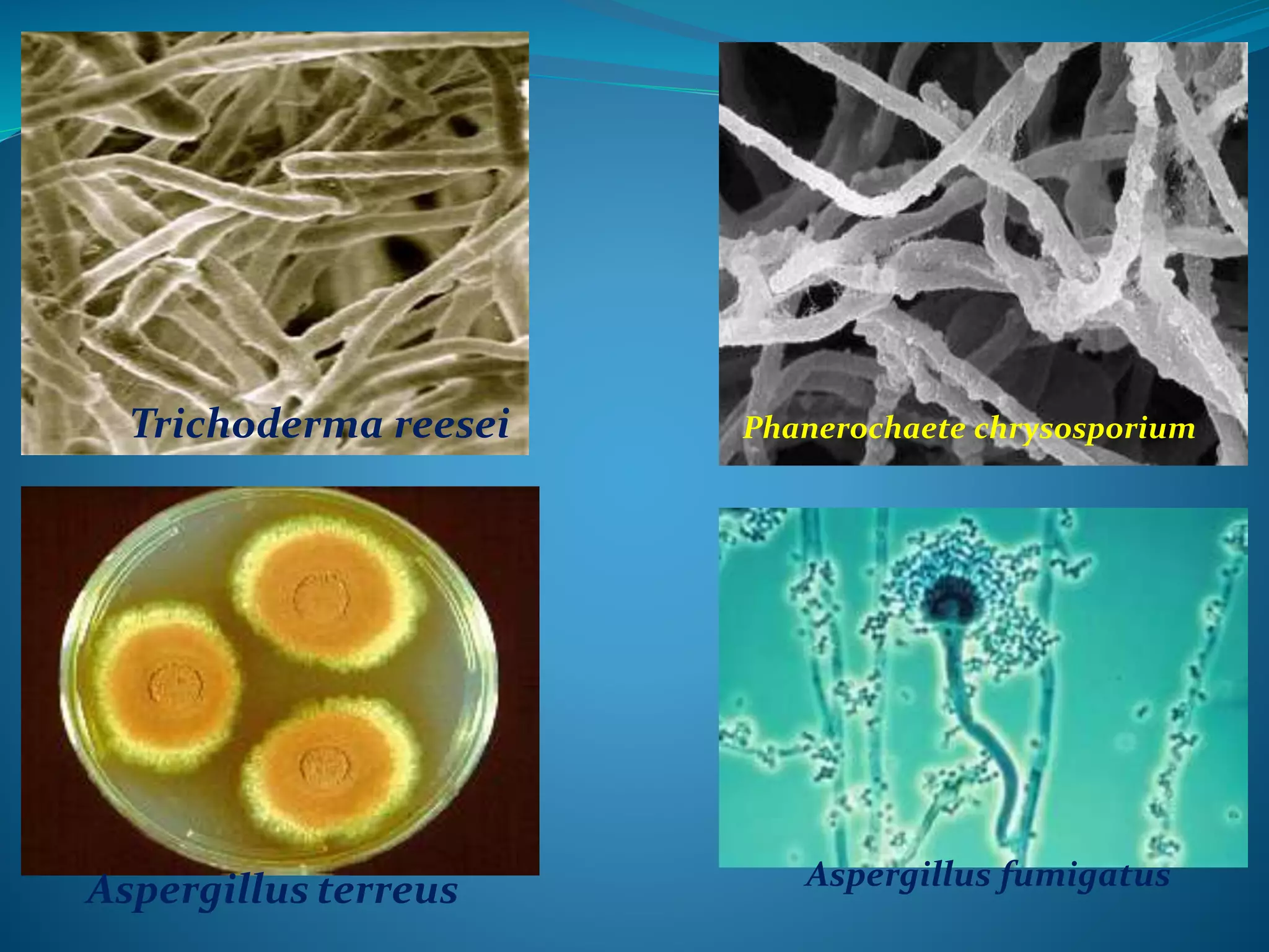 Coprophilous and cellulolytic fungi | PPTX