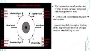 Extraocular muscles. presentation ophthal | PPTX | Eye and Vision ...
