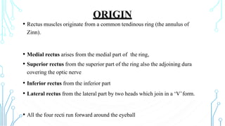 Extraocular muscles. presentation ophthal | PPTX | Eye and Vision ...
