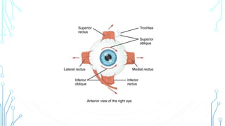 Extraocular muscles. presentation ophthal | PPTX | Eye and Vision ...