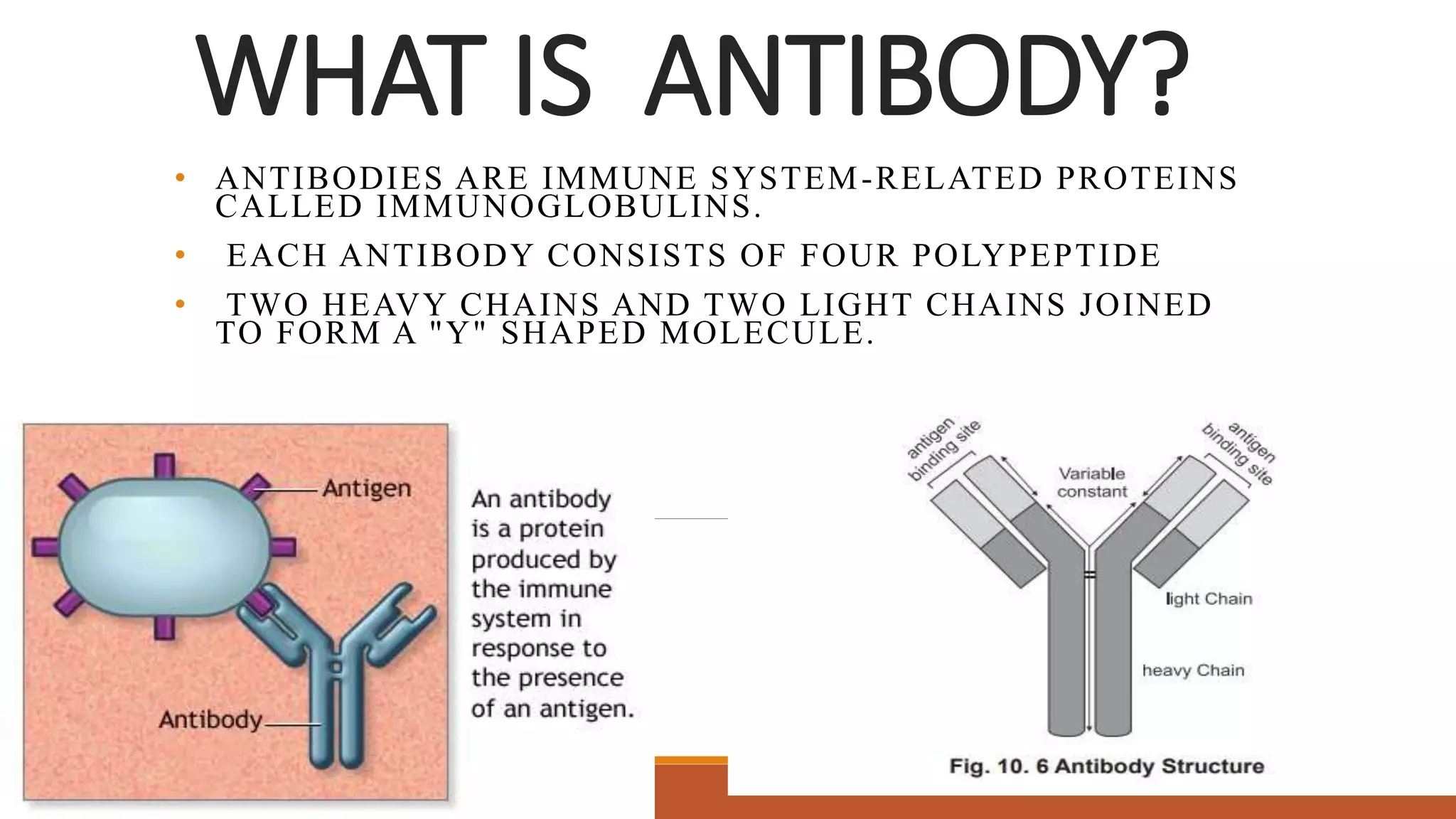 Conceptual Understanding of Monoclonal Bodies Production via Hybirdoma ...