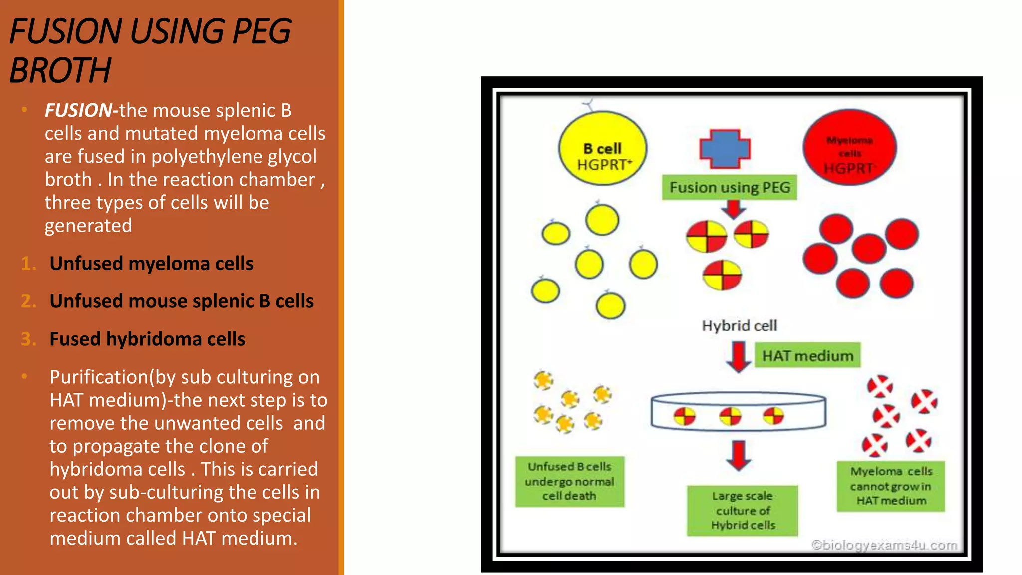 Conceptual Understanding of Monoclonal Bodies Production via Hybirdoma ...