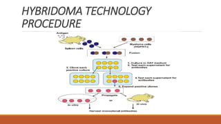Conceptual Understanding of Monoclonal Bodies Production via Hybirdoma ...
