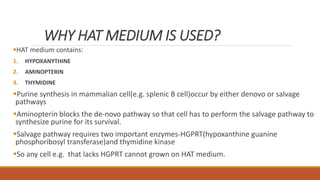 Conceptual Understanding of Monoclonal Bodies Production via Hybirdoma ...