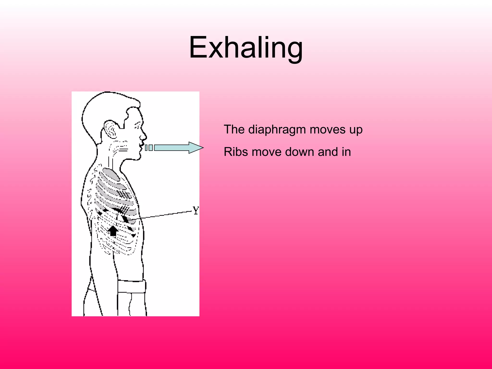 Copy Of 01 Breathing | PPT