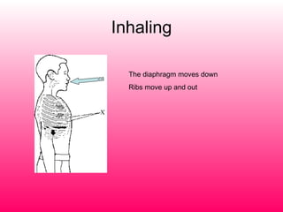 Copy Of 01 Breathing | PPT