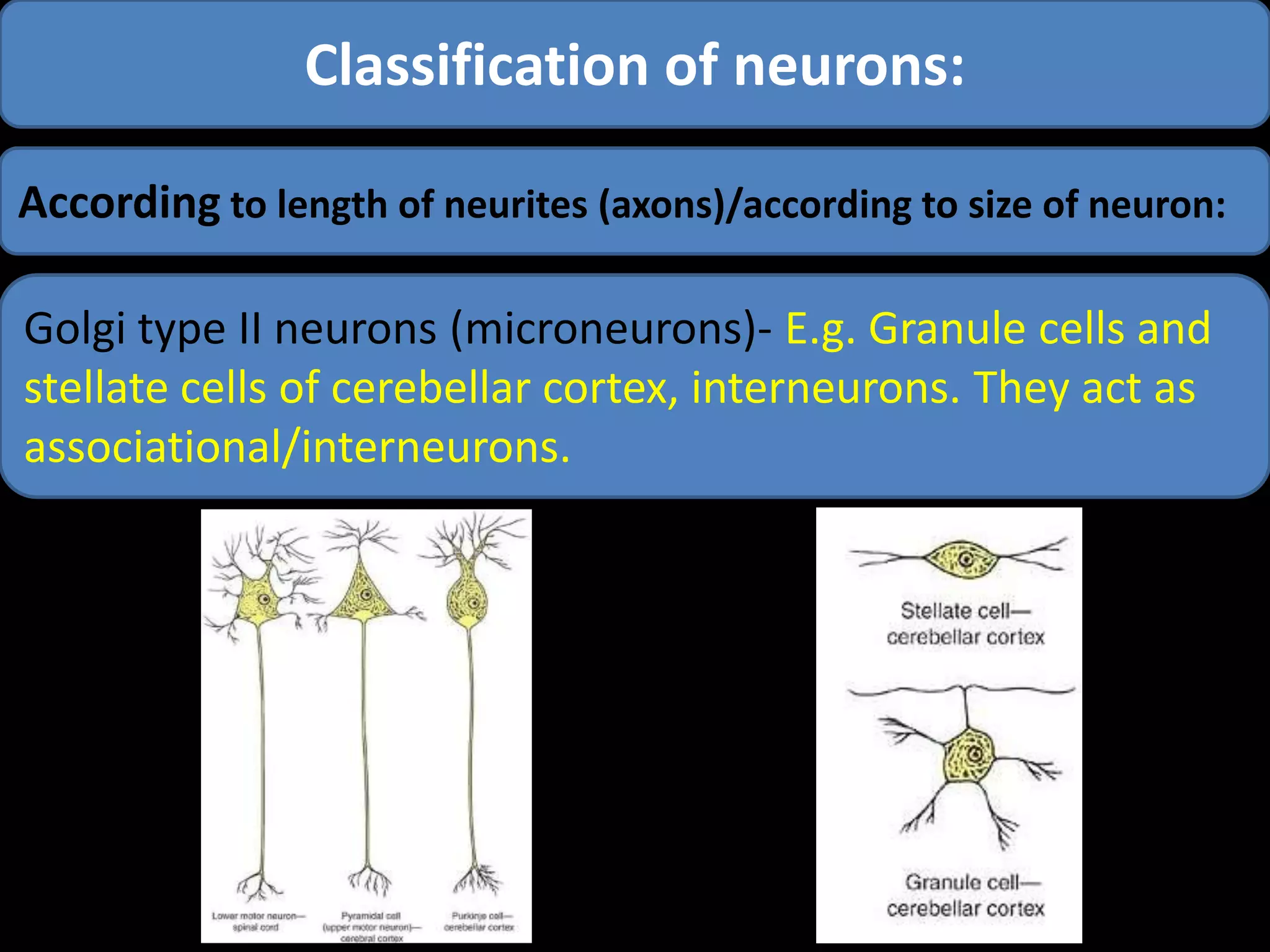 Histology of nervous system | PPTX