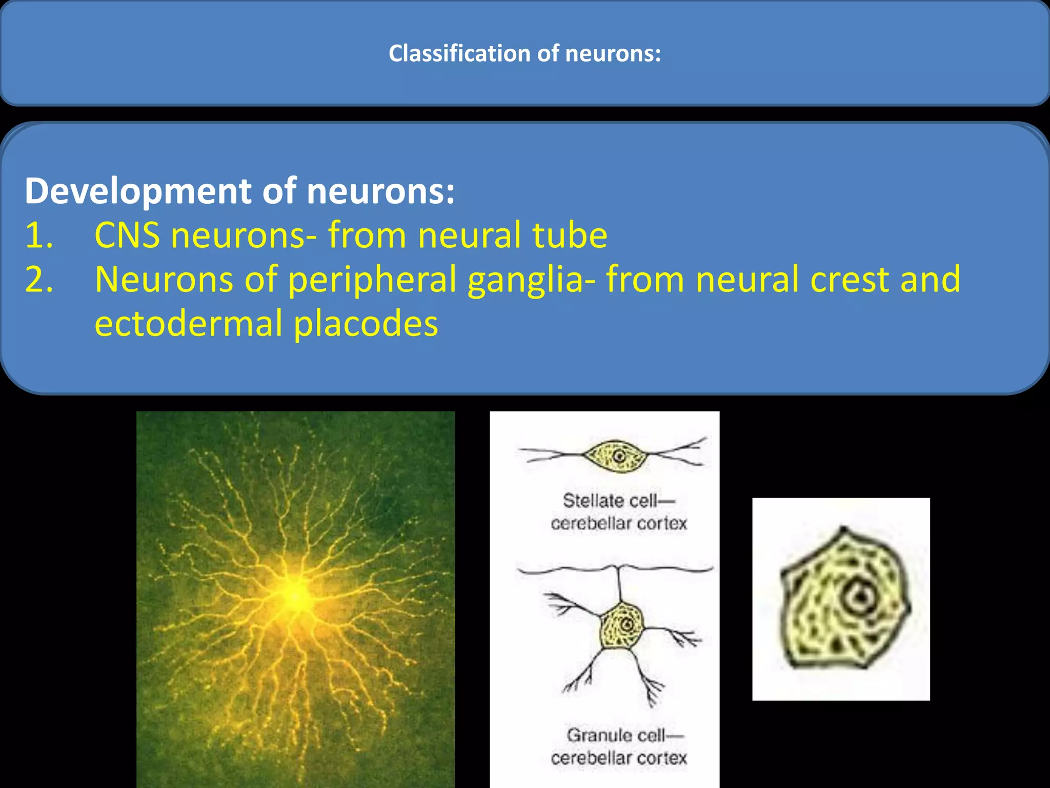 Histology of nervous system | PPTX