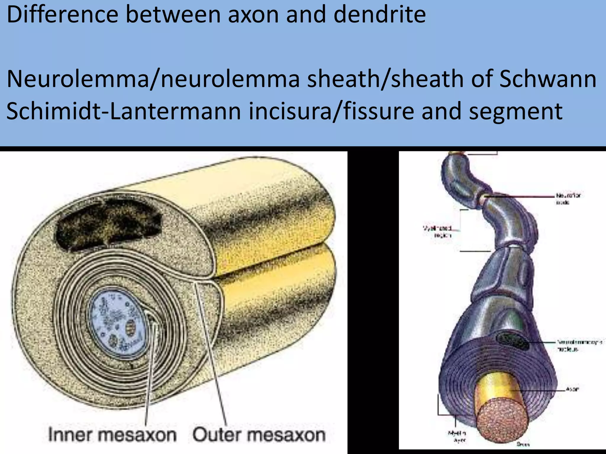 Histology of nervous system | PPTX