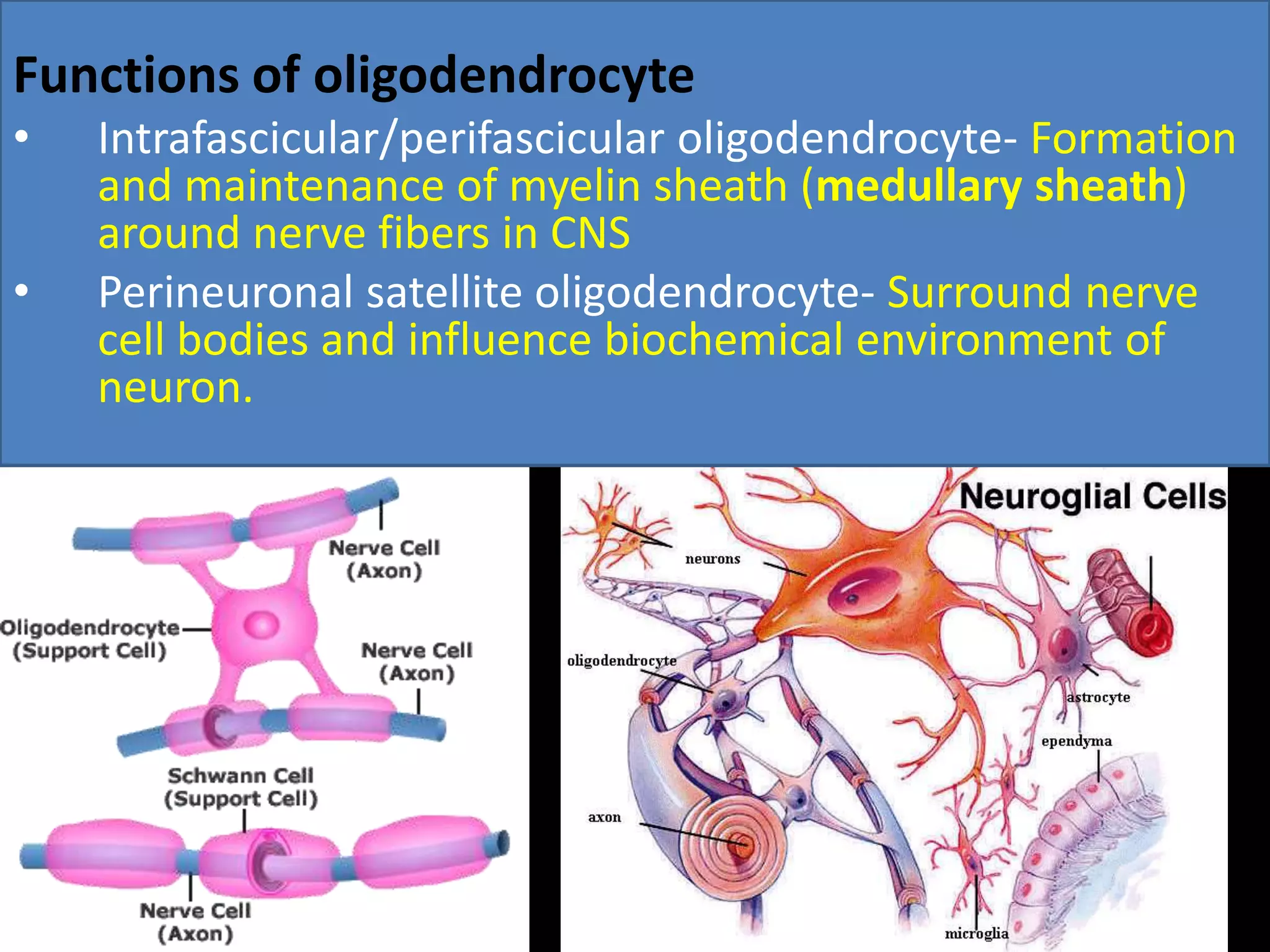 Histology of nervous system | PPTX