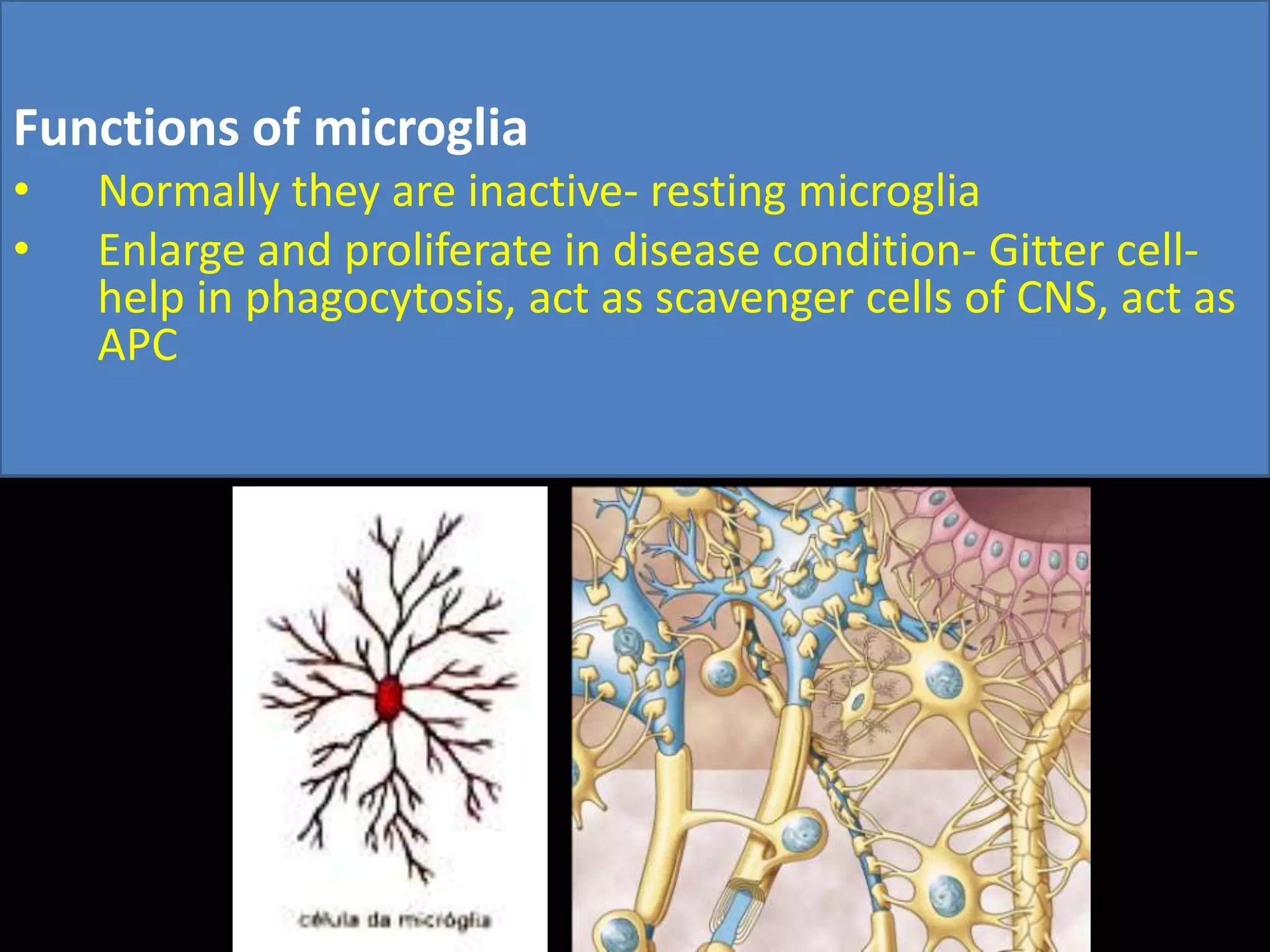 Histology of nervous system | PPTX