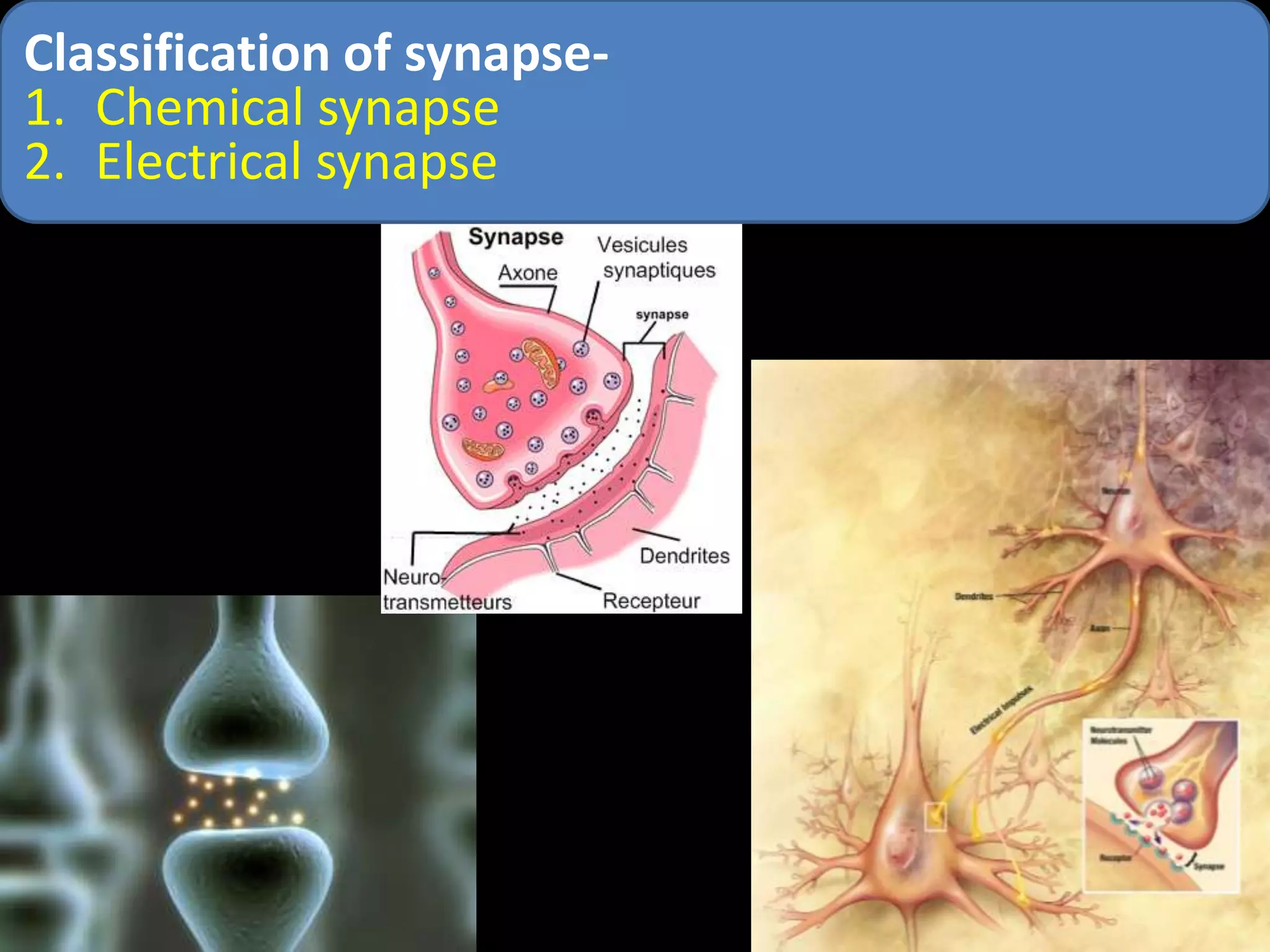 Histology of nervous system | PPTX