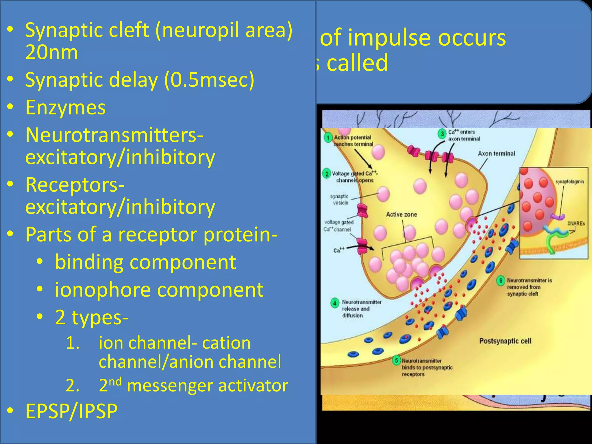 Histology of nervous system | PPTX