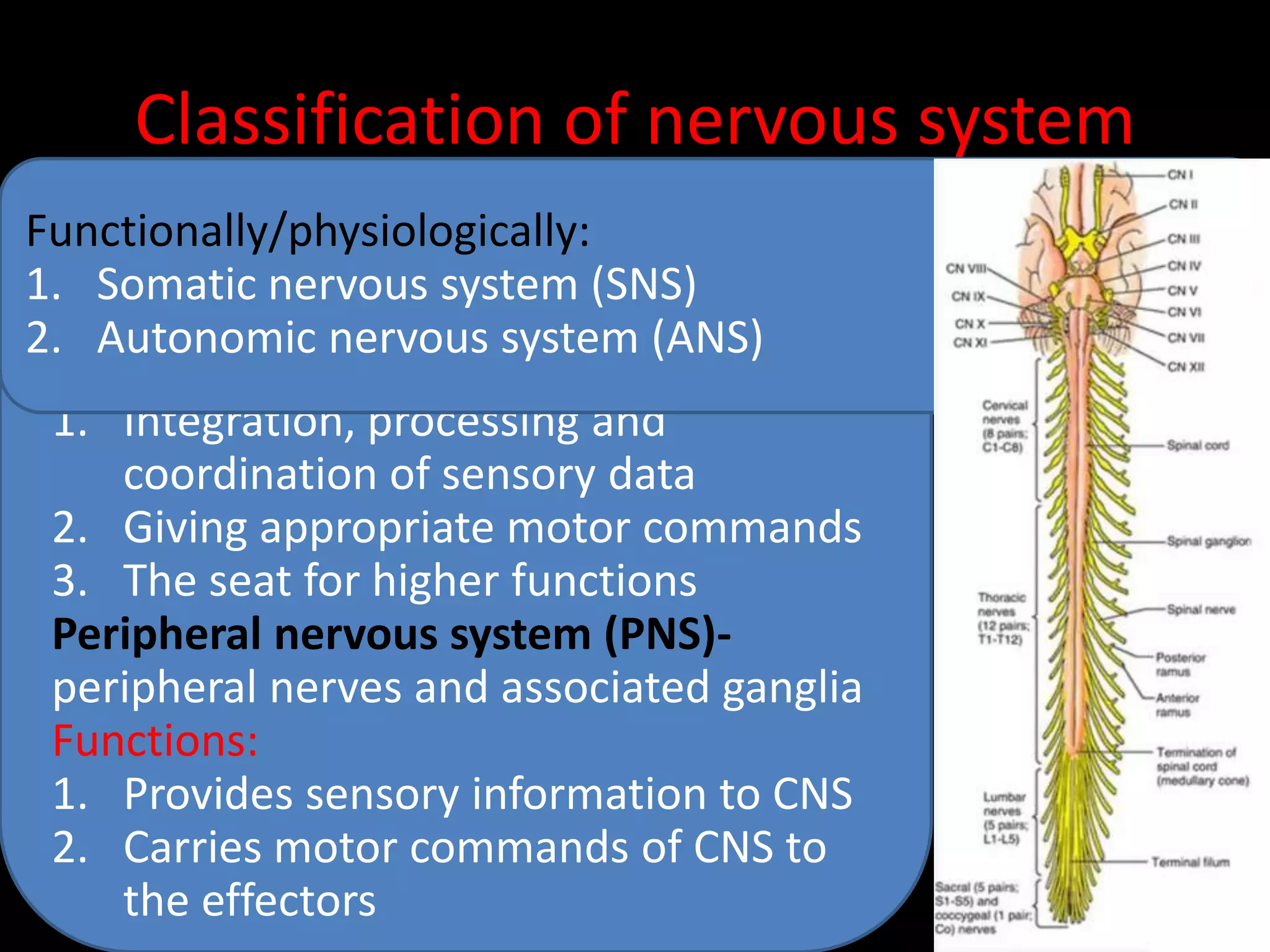 Histology of nervous system | PPTX
