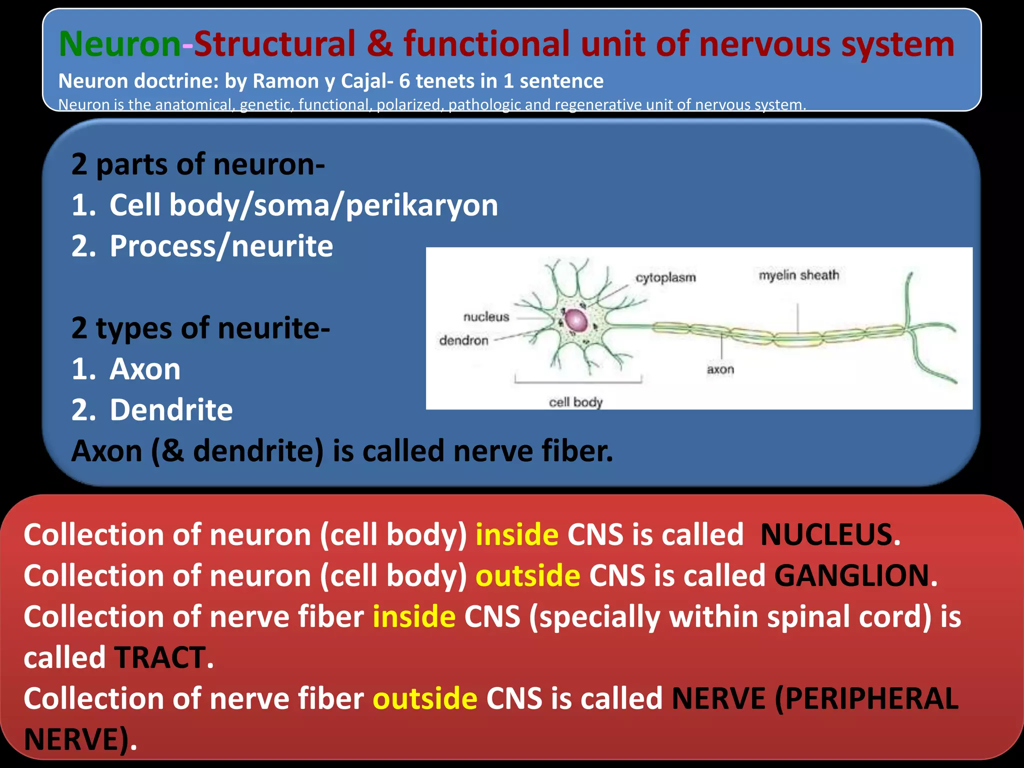 Histology of nervous system | PPTX