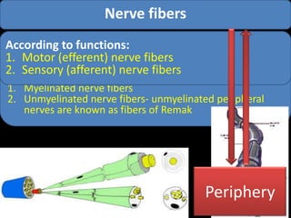 Histology of nervous system | PPTX