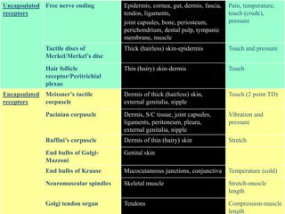 Histology of nervous system | PPTX