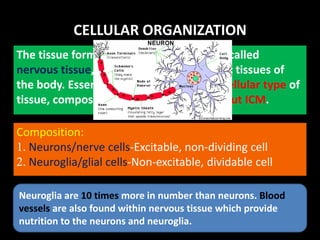 Histology of nervous system | PPTX