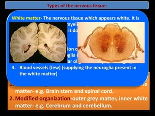 Histology of nervous system | PPTX