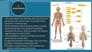 Copy-of-LESSON-2-HUMAN-ANATOMY_11 organs.pptx