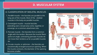 Copy-of-LESSON-2-HUMAN-ANATOMY_11 organs.pptx