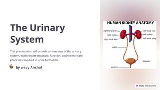 Copy-of-The-Urinary-System. pptx | PPT | Free Download