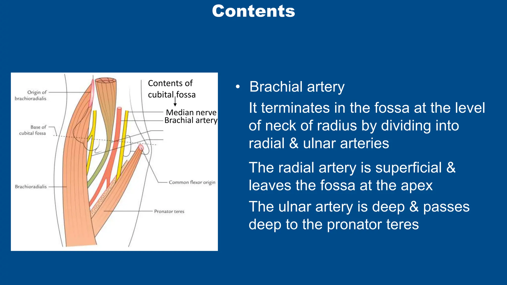 Copy2-Kushagra-220101005 (Cubital Fossa).pptx