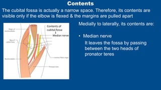 Copy2-Kushagra-220101005 (Cubital Fossa).pptx