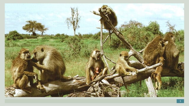 Entrepreneurial Smart Camp: Imitation vs. Innovation in Business Model ...