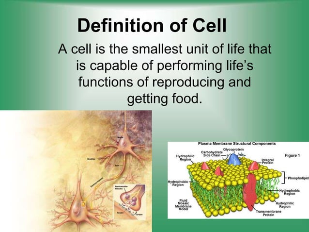 Copy; keynote; ch. 3; cell structure & function copy.ppsx