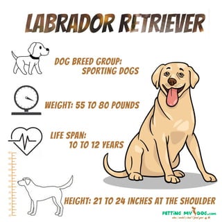 Labrador retriever | PDF