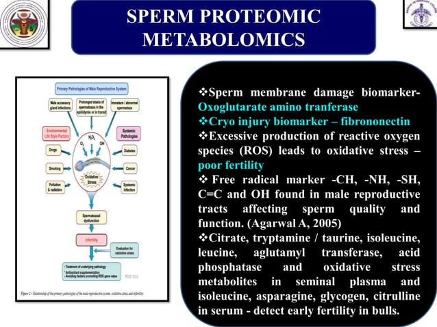 Copy metabolomics | PPT