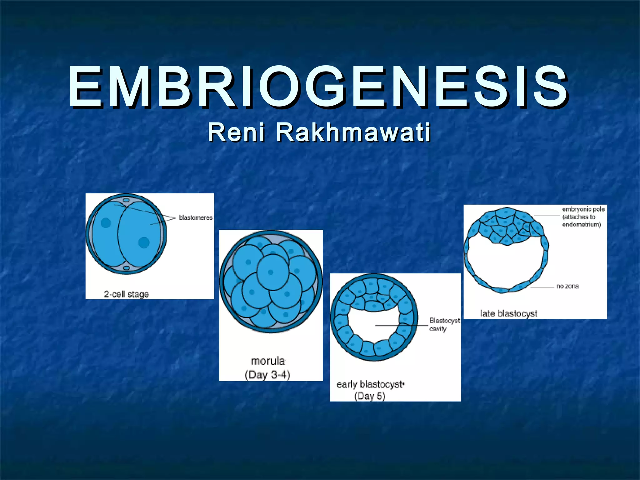Perkembangan Embrio | PPT