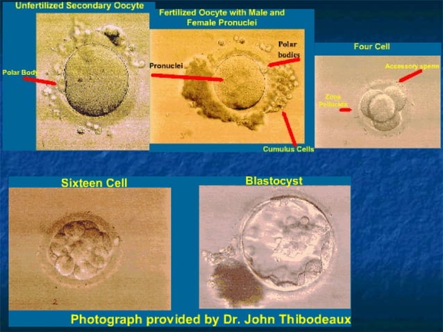 Perkembangan Embrio | PPT