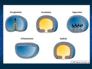 Perkembangan Embrio | PPT